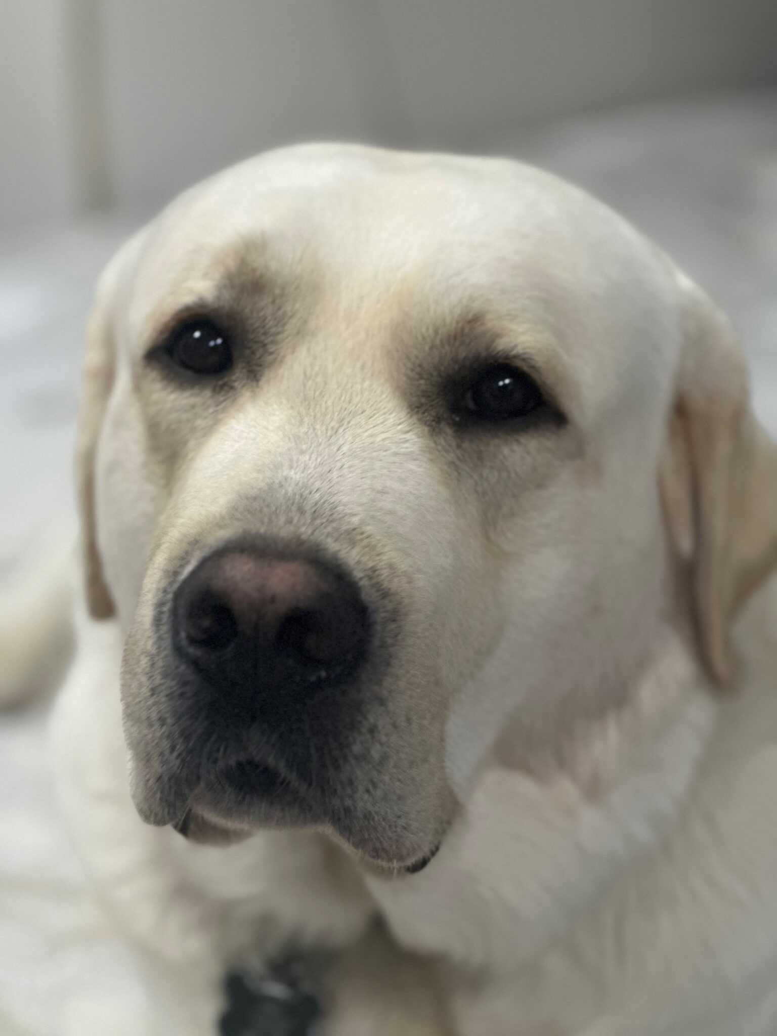 Labrador Breeders Alberta – Ivory Paws