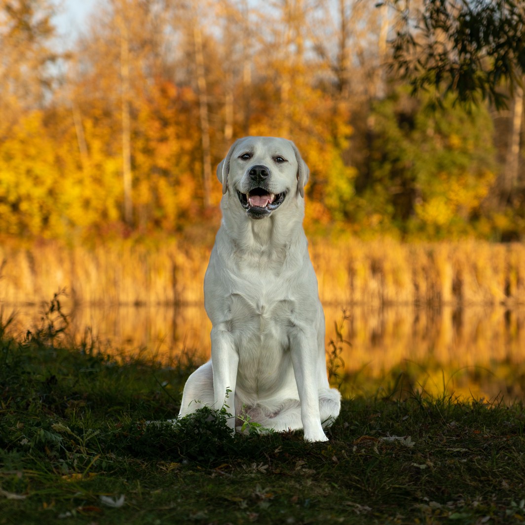 Aspen – Labrador Breeders Alberta