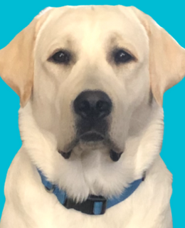 Labrador Breeders Alberta – Ivory Paws