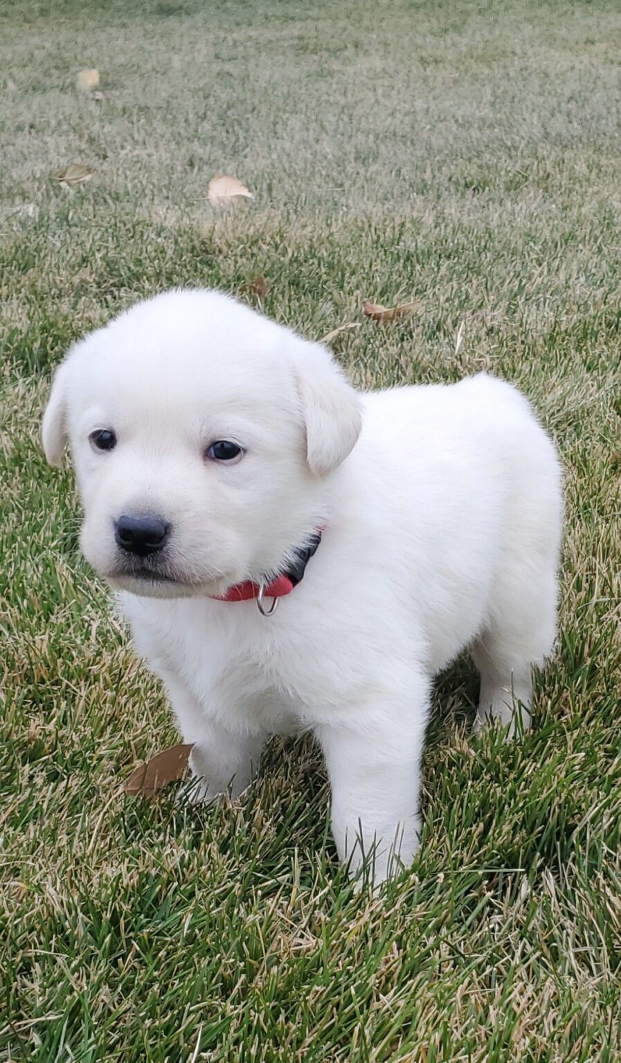 Contact Us – Labrador Breeders Alberta