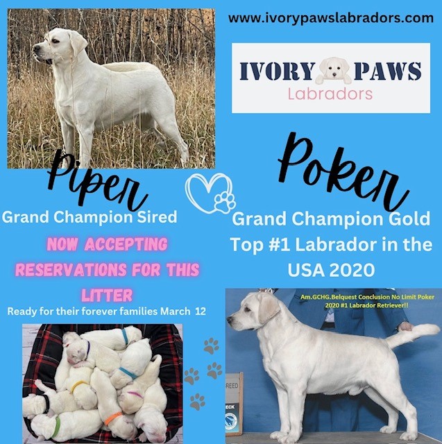 Upcoming Litters – Labrador Breeders Alberta