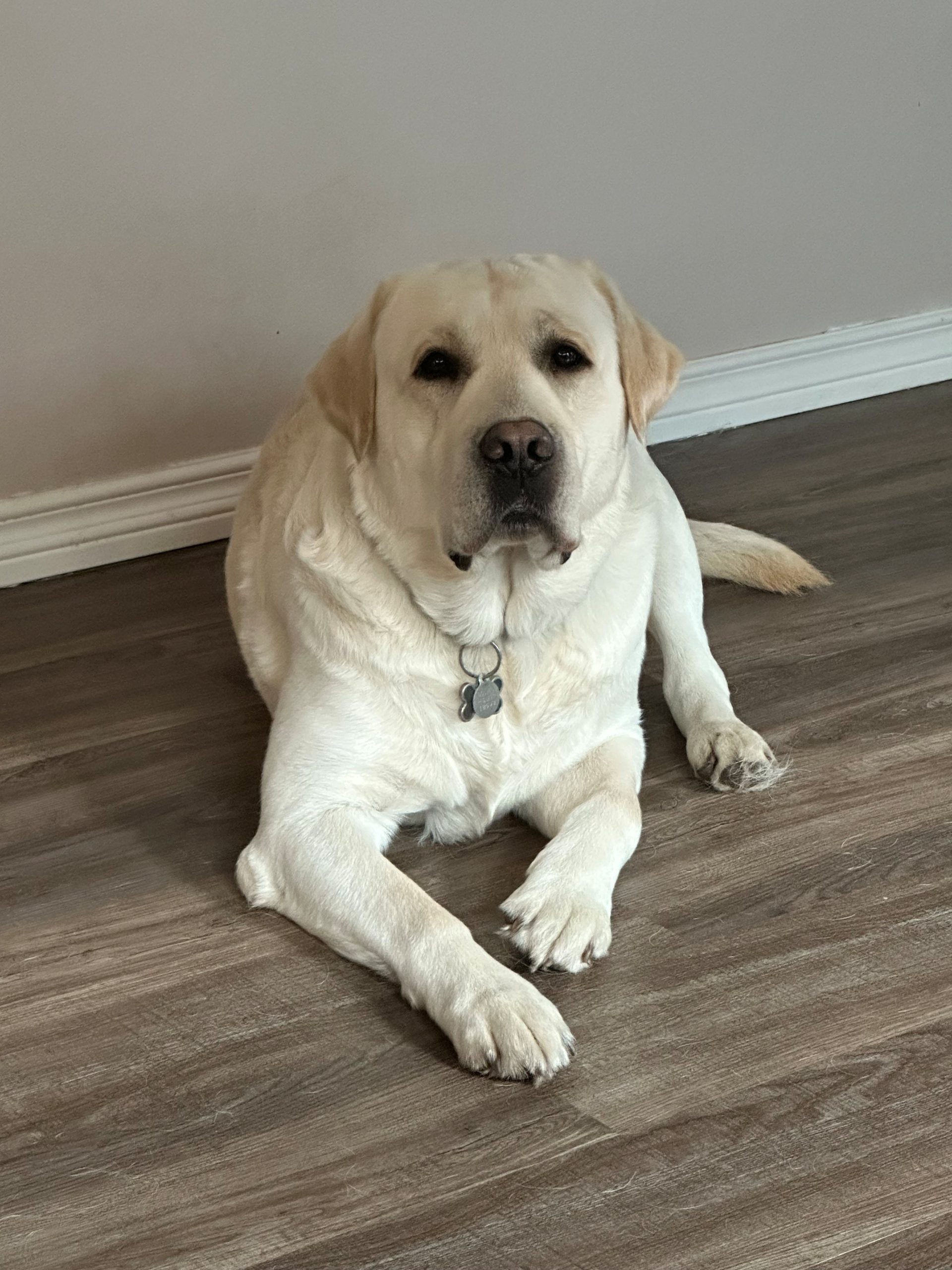 Labrador Breeders Alberta – Ivory Paws